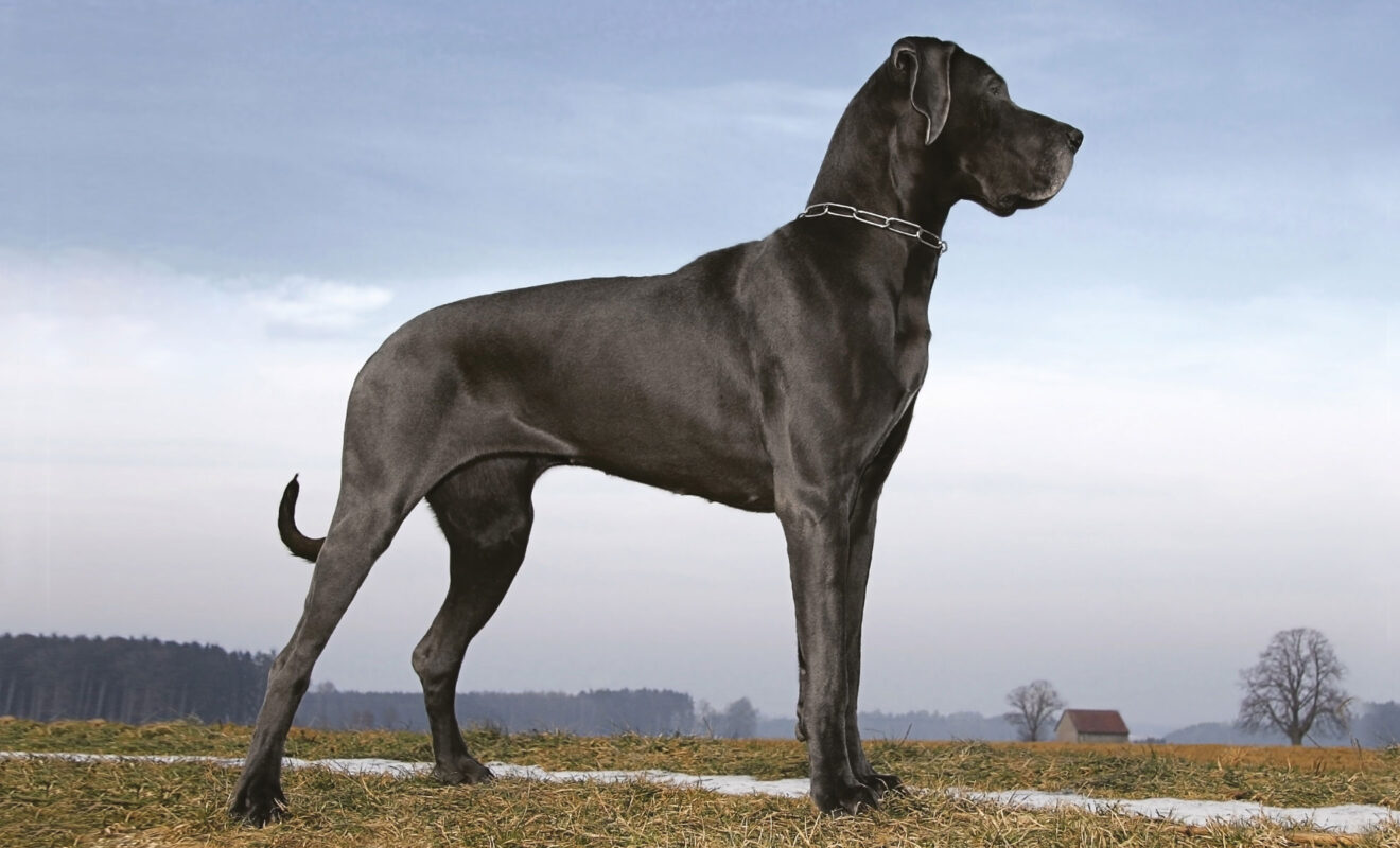 Alano: Storia, carattere e comportamento | Petstory.it